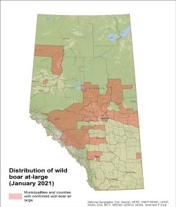 Wild pig distribution and eradication on the prairies - Alberta Beef ...