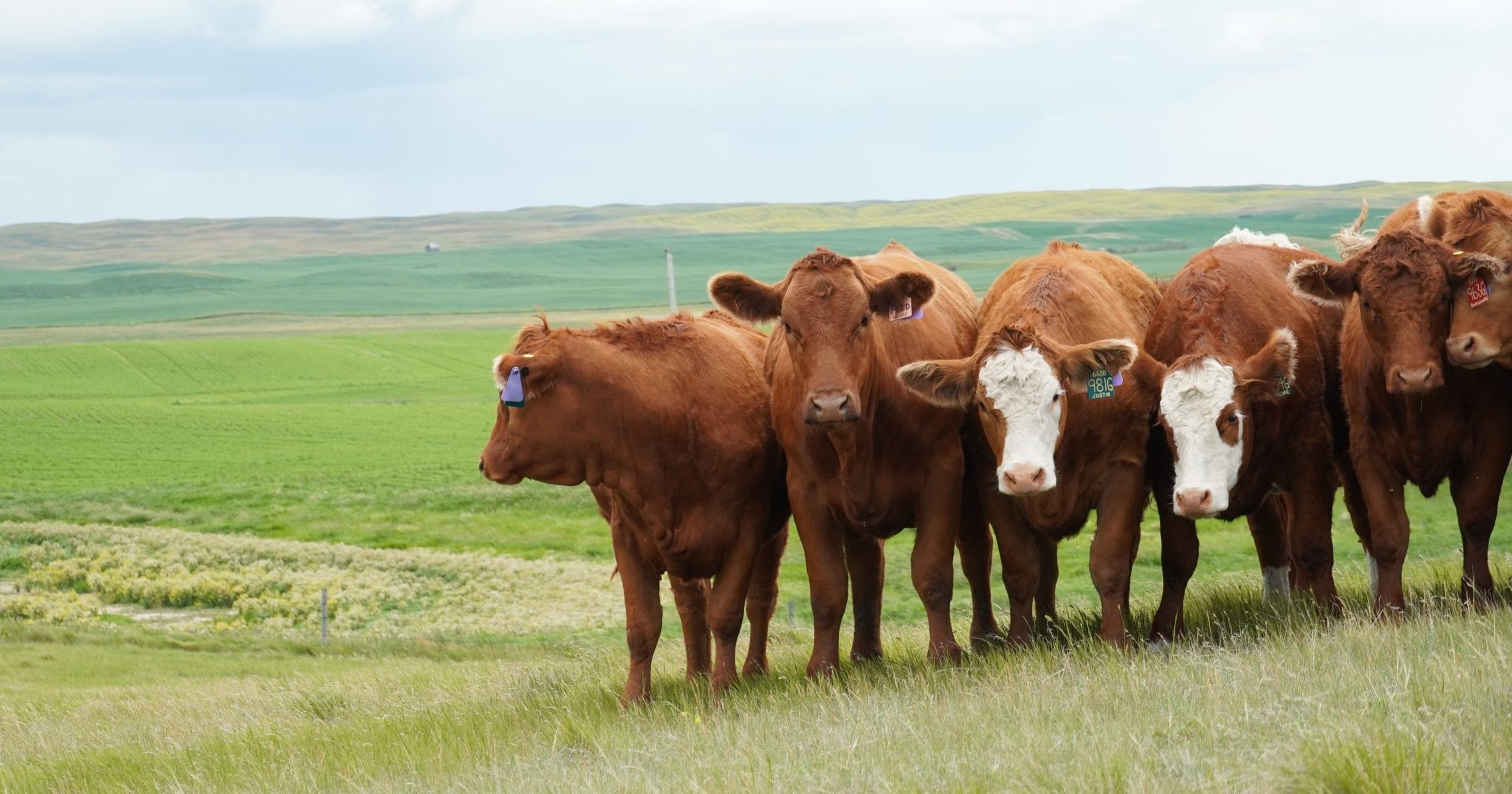 Taking a closer look at Johne's disease - Alberta Beef Producers