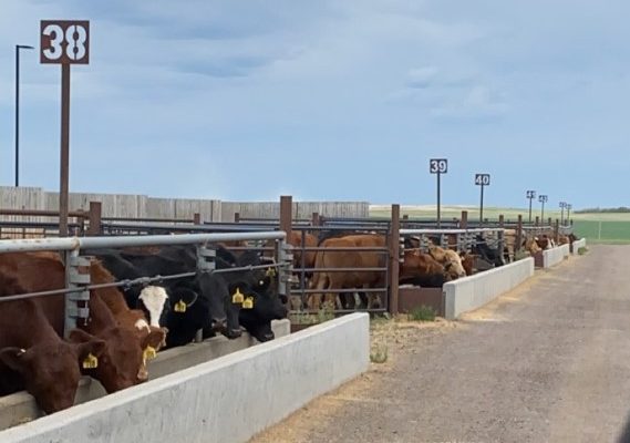 ABP Research Showcase Highlights | Reducing liver abscesses with forage ...