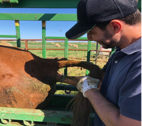 ABP Research Showcase Highlights | Improving the accuracy of forage ...