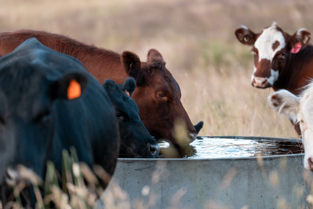 Water systems calculator helps producers tap into savings - Alberta ...