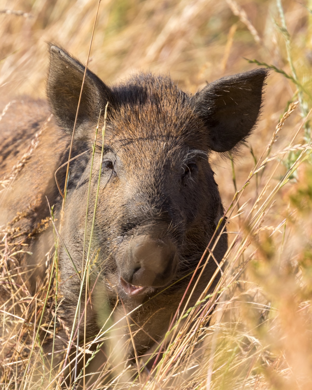 New Alberta program to support the exit of wild boar on farms - Alberta ...