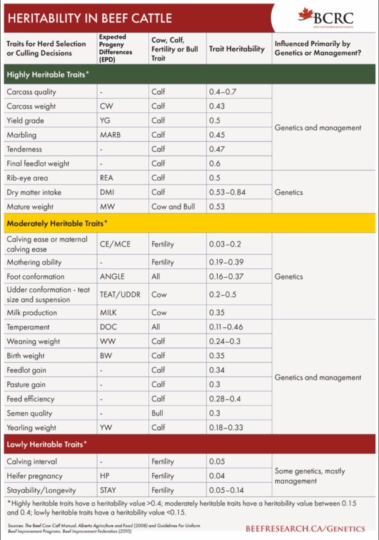 Cracking the heritability code - Alberta Beef Producers
