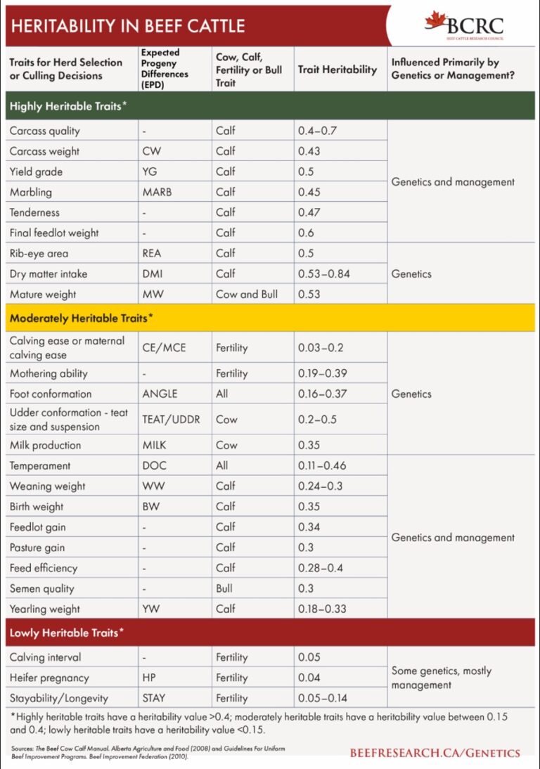 Cracking the heritability code - Alberta Beef Producers