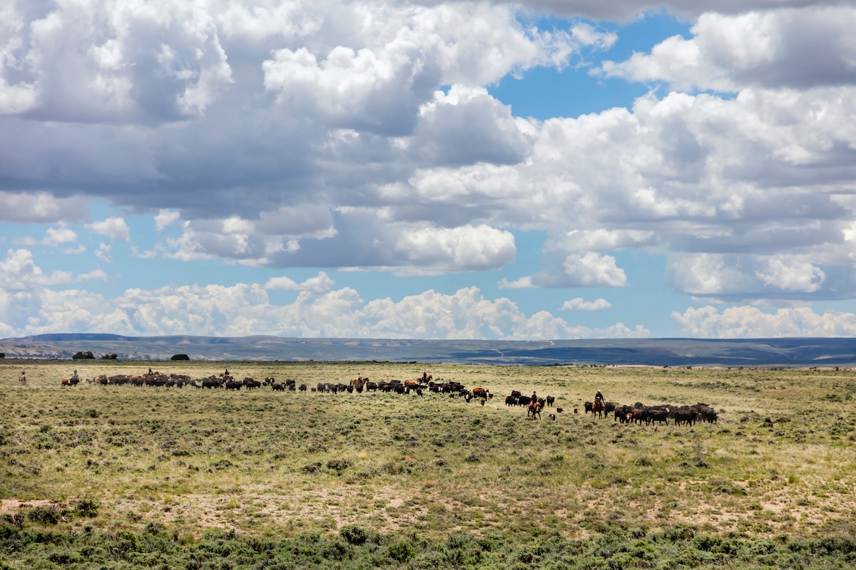 Why the International Year of Rangelands and Pastoralists matters to ...