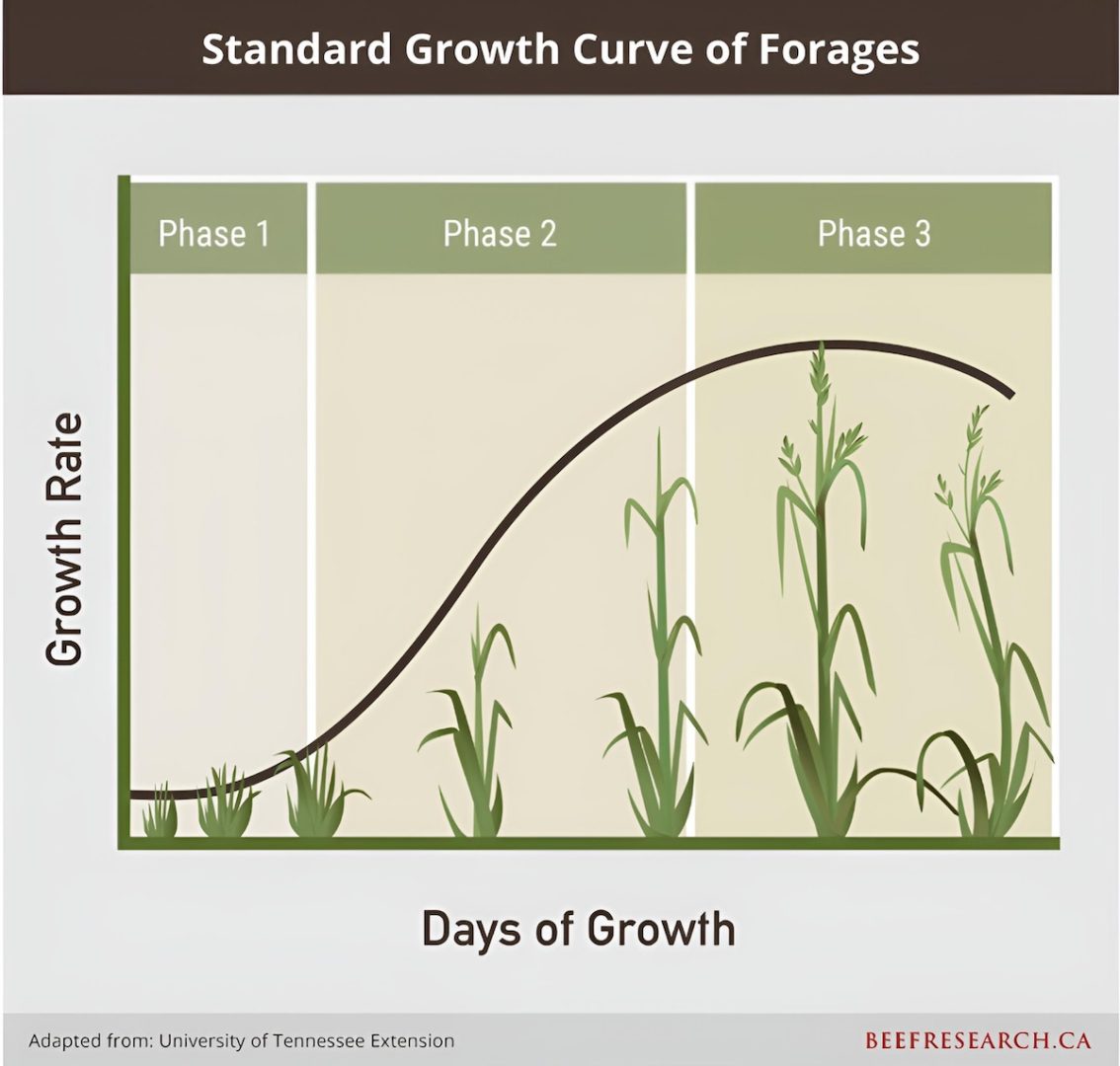 Extend the grazing season using stockpiled forage - Alberta Beef Producers